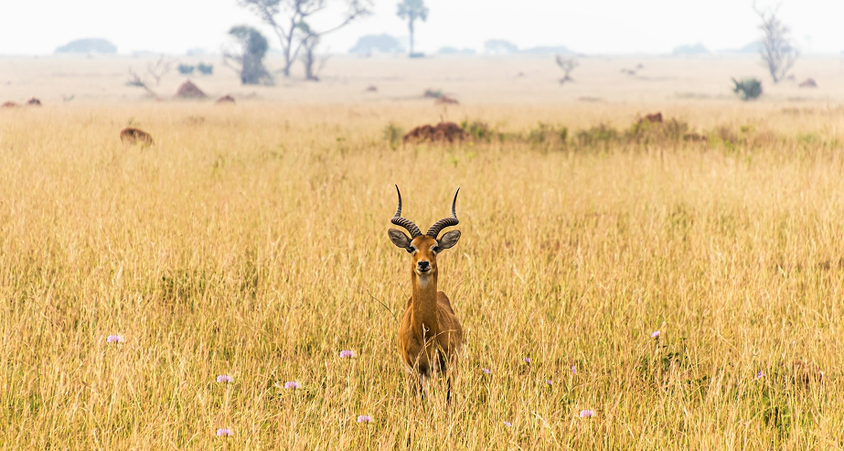 Uganda Visa for South Africa citizen in 2025 | eVisa Requirements ...